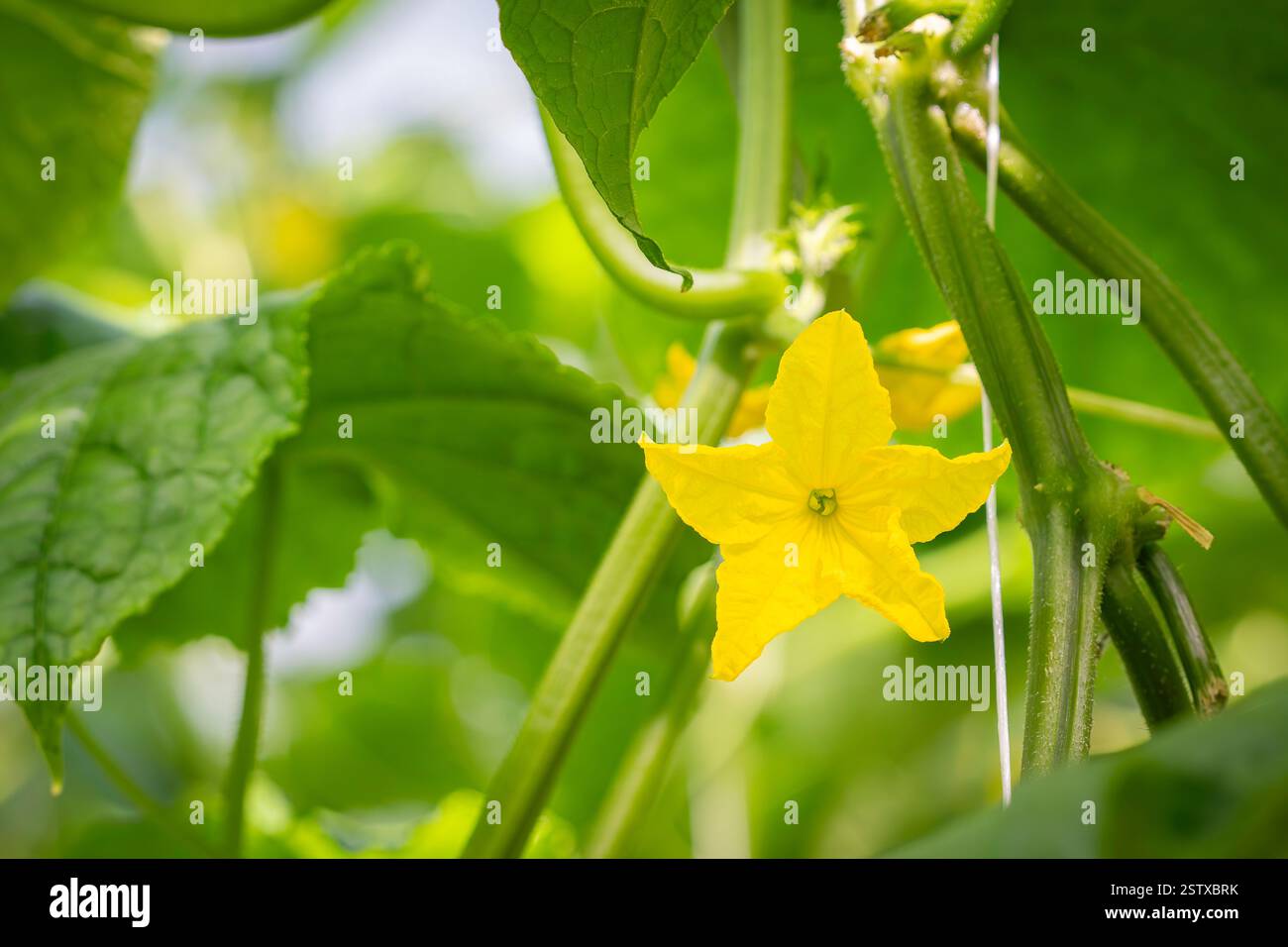 Flowering cucumber plants in greenhouse. Greenhouse Cucumber flower ...