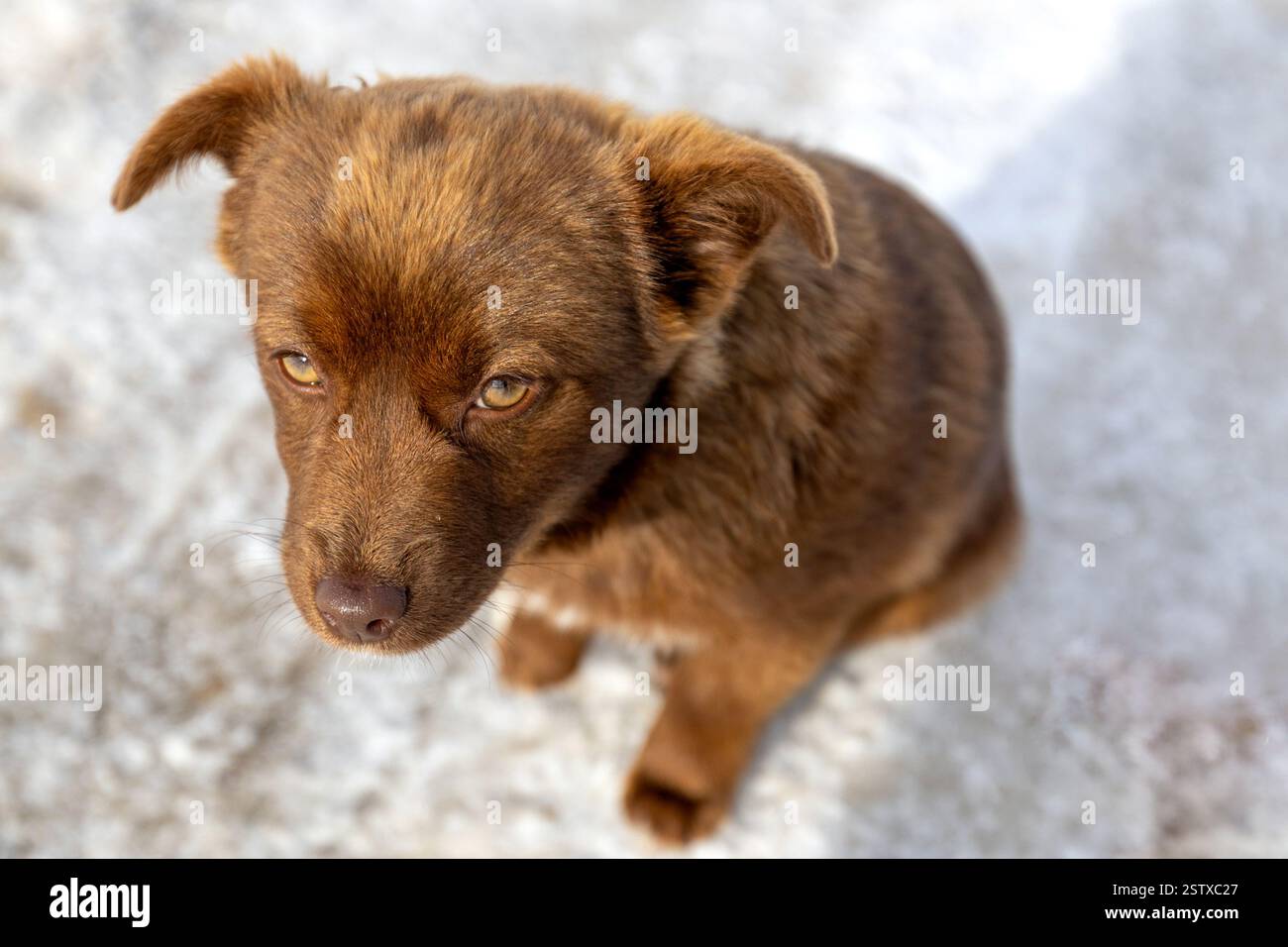 Brown mutt puppy dog sitting outdoor looking up. Mix Breed Stock Photo ...