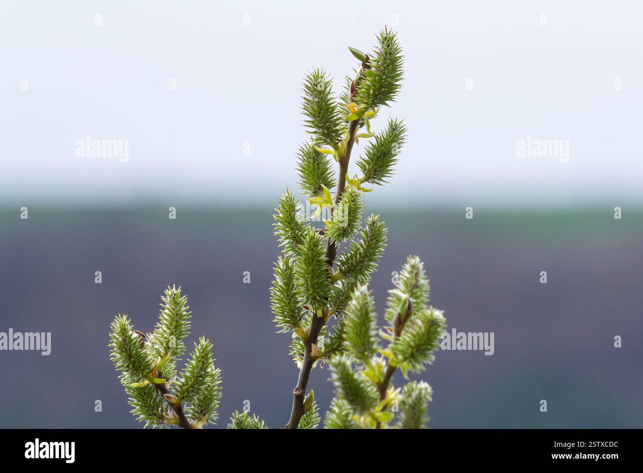 Beautiful texture willow branches hi-res stock photography and images ...