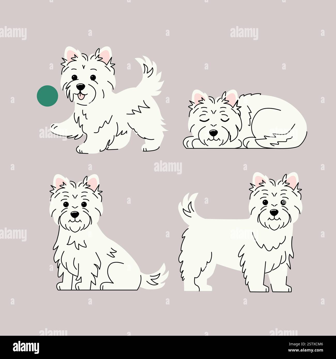 West Highland White Terrier Vector Illustration Four Poses of a Cute ...