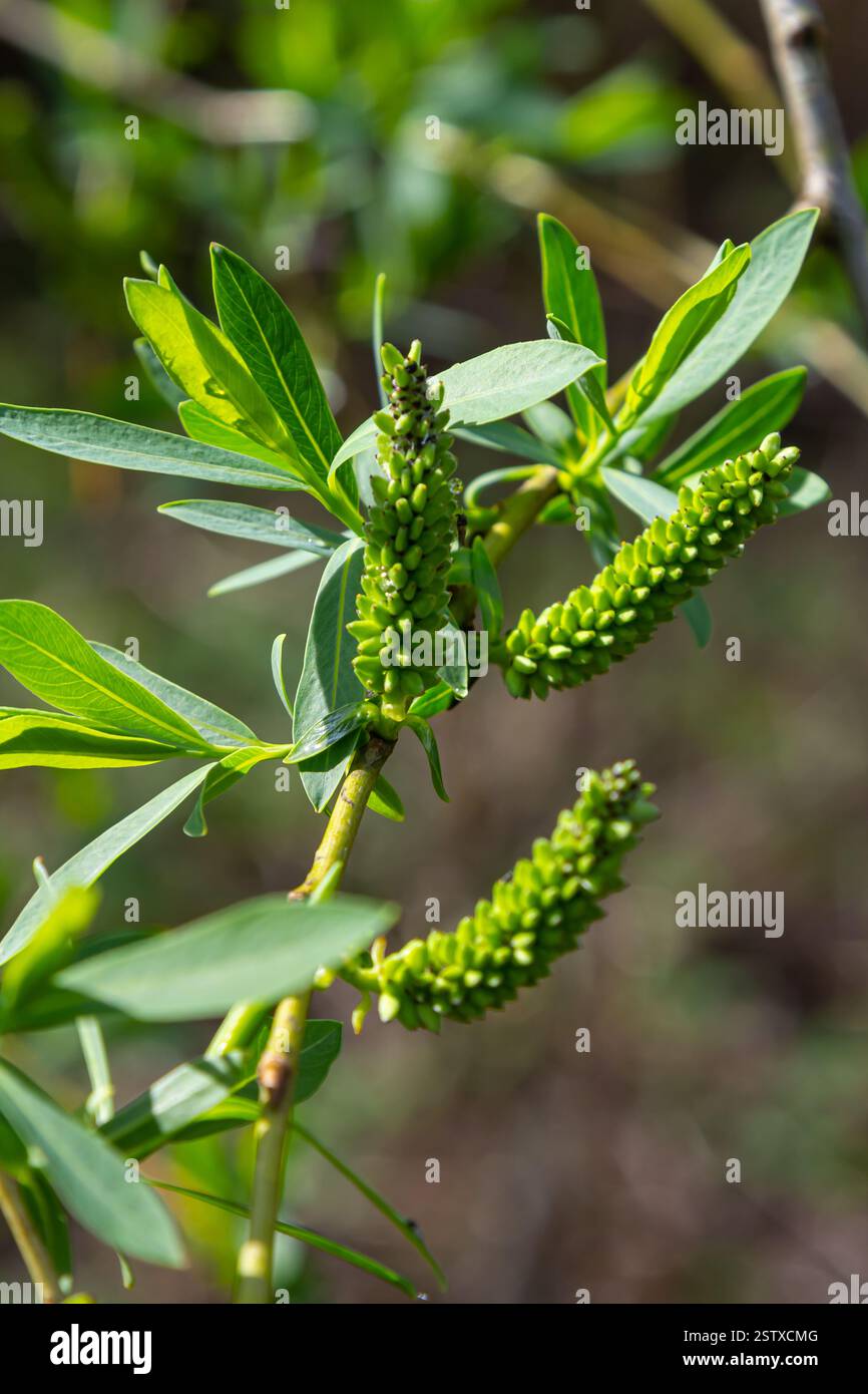 Green Weeping Willow Branches in Detail Stock Photo - Alamy