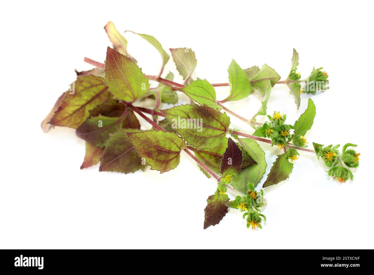 Cao cao china hi-res stock photography and images - Alamy