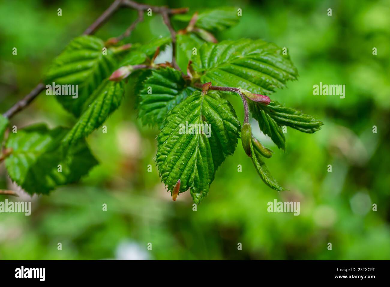 Fresh leaves of carpinus betulus in spring. Common hornbeam Stock Photo ...