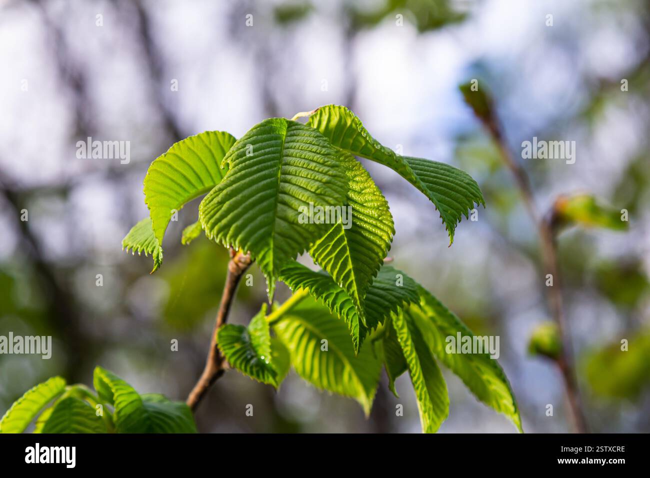 Close-up shot of the samara samarae of the Wych or Scots elm Ulmus ...