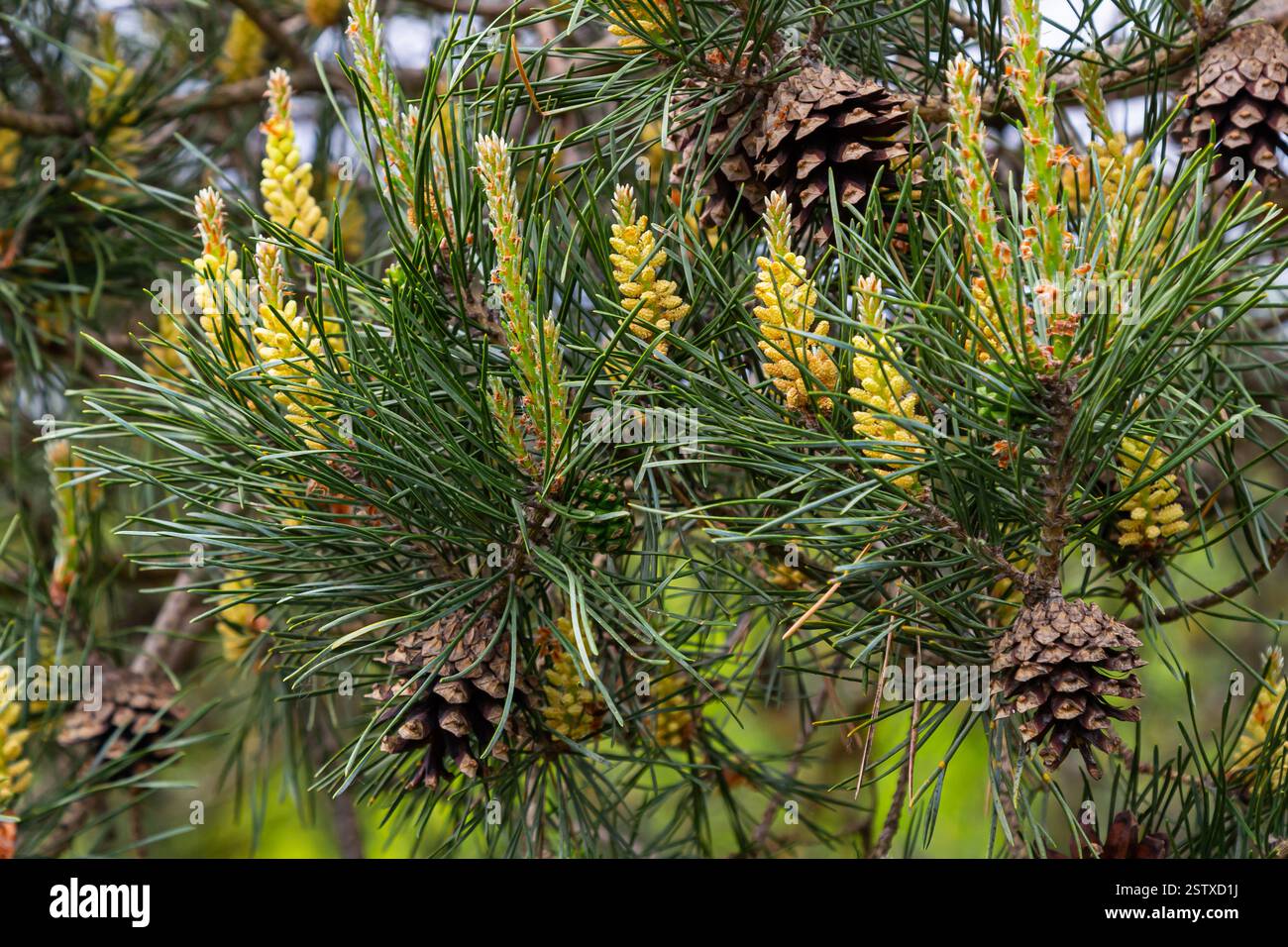 Selective focus of detail of ovoid and orange shoots of Pinus pinea and ...