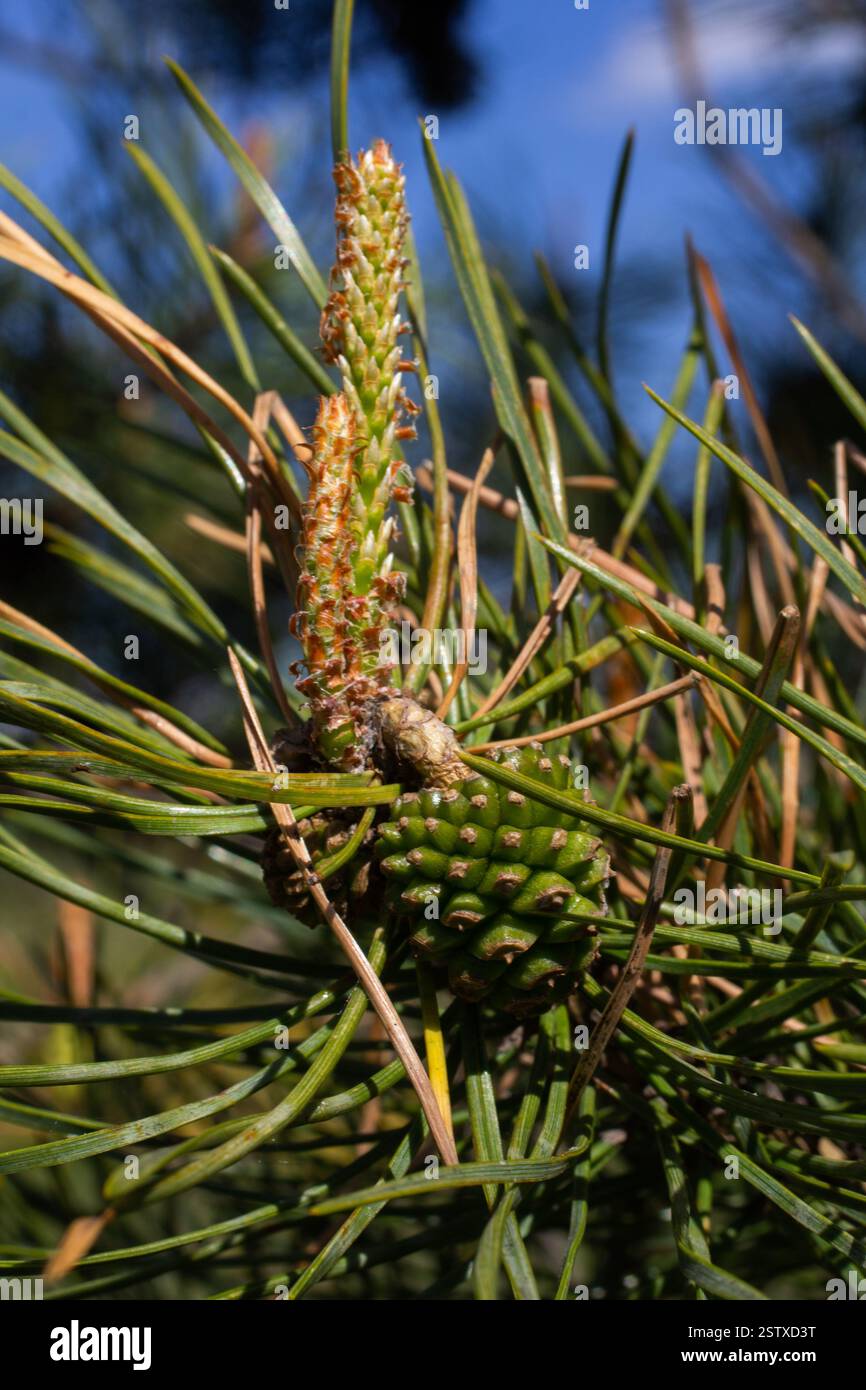 Selective focus of detail of ovoid and orange shoots of Pinus pinea and ...
