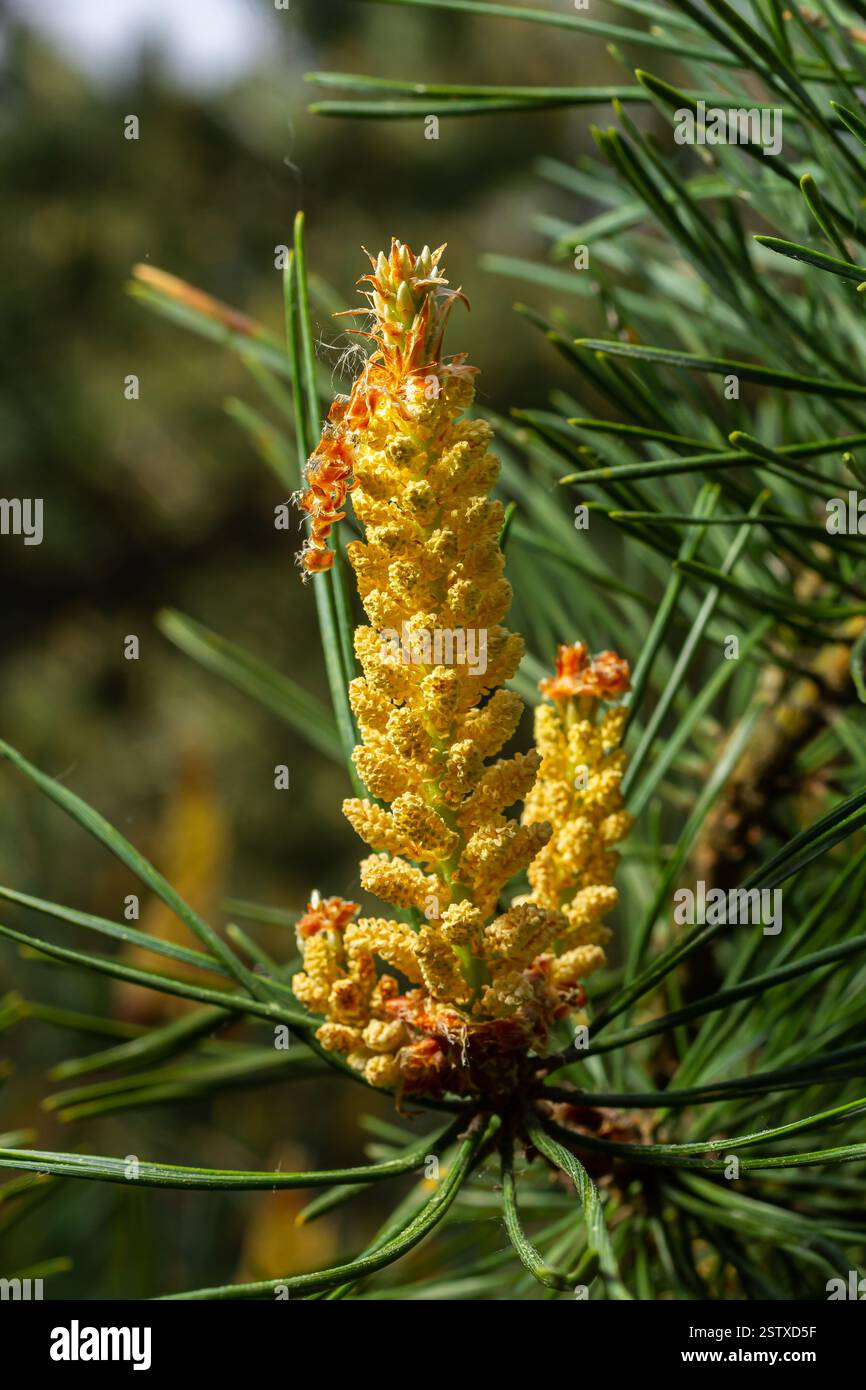 Selective focus of detail of ovoid and orange shoots of Pinus pinea and ...
