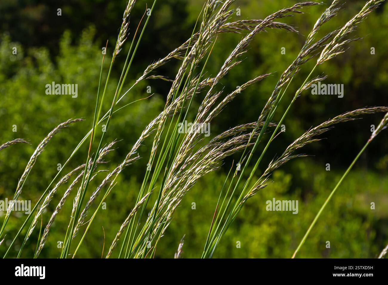 Among blades hi-res stock photography and images - Alamy