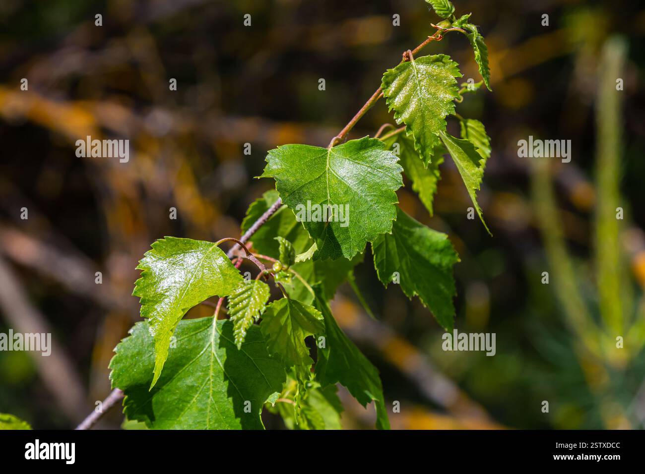 Close up view of flowering yellow catkins on a river birch tree betula ...