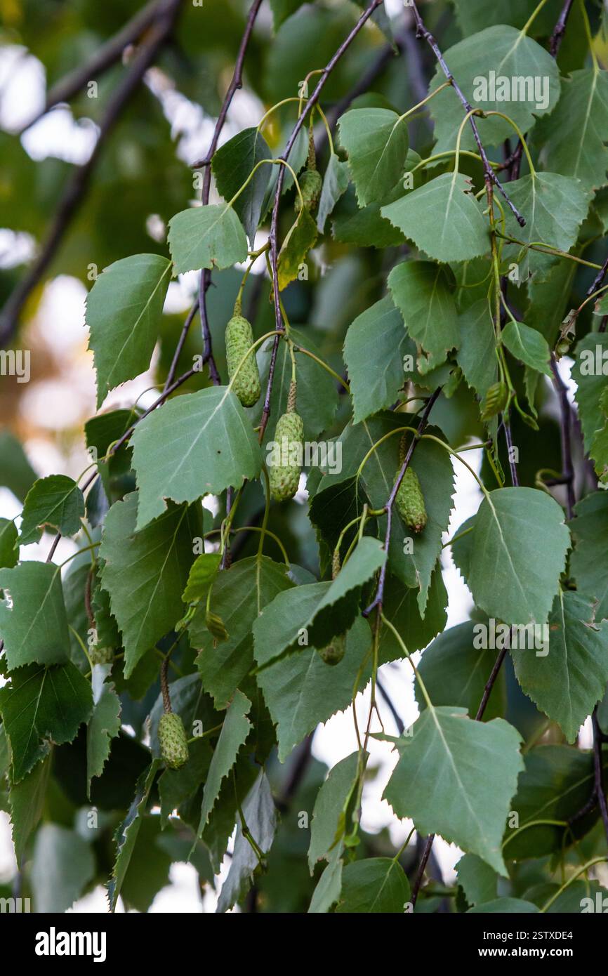 Detail of leafs and blossom of Betula pendula tree, silver birch Stock ...