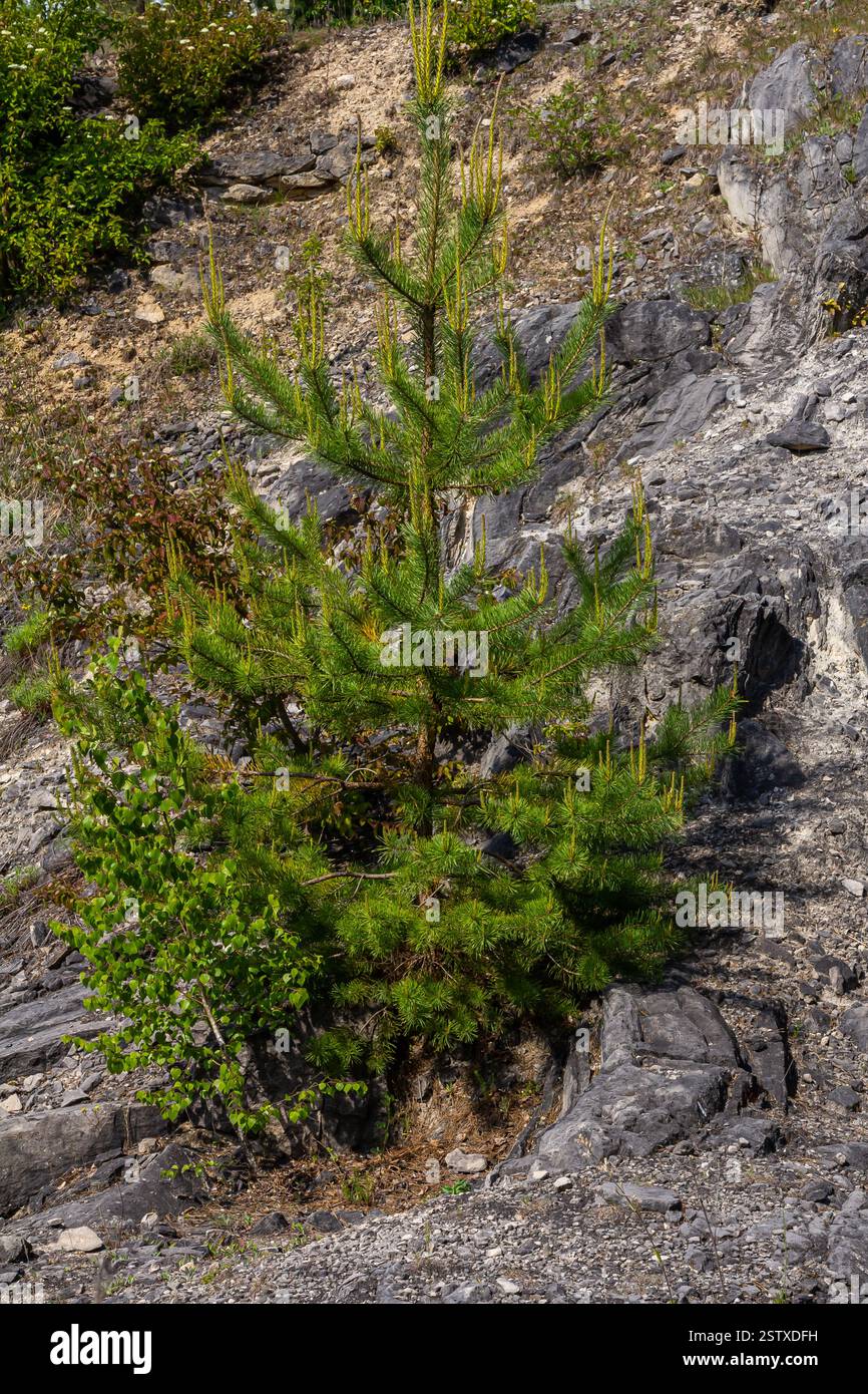 Small pine tree. small green spruce grows on a stone against the ...
