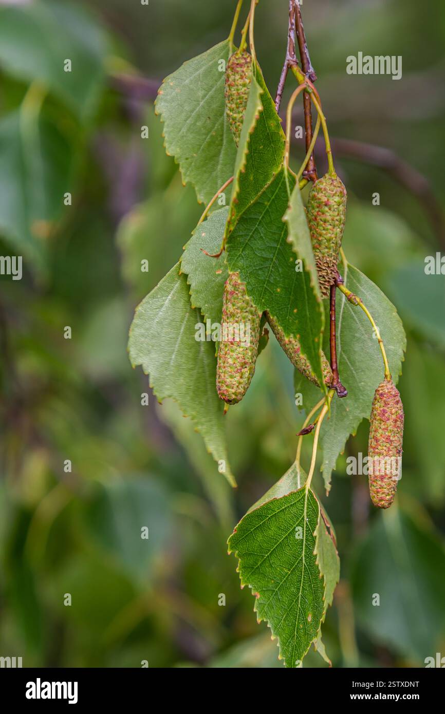 Detail of leafs and blossom of Betula pendula tree, silver birch Stock ...