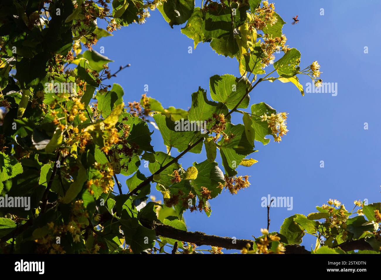 Linden, linden blossom with green leaves on a tree in summer Stock ...