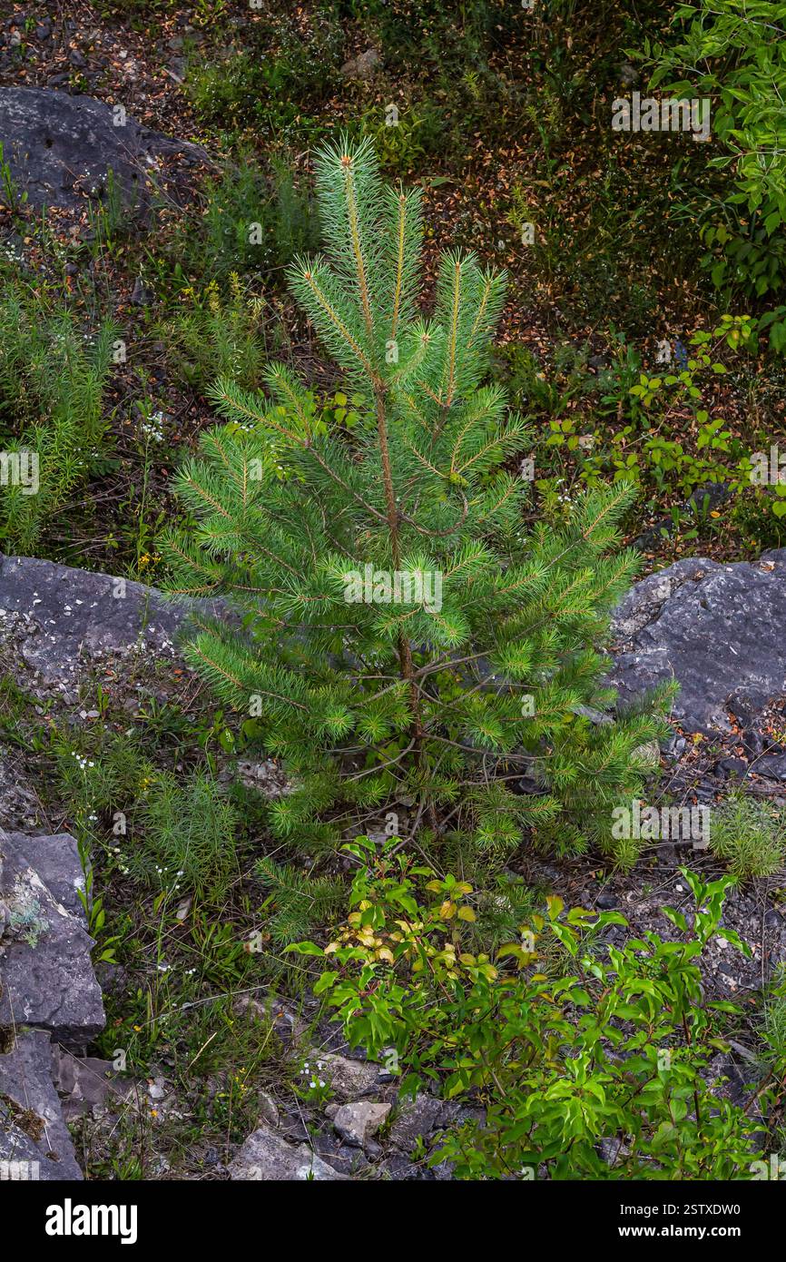 Small pine tree. small green spruce grows on a stone against the ...