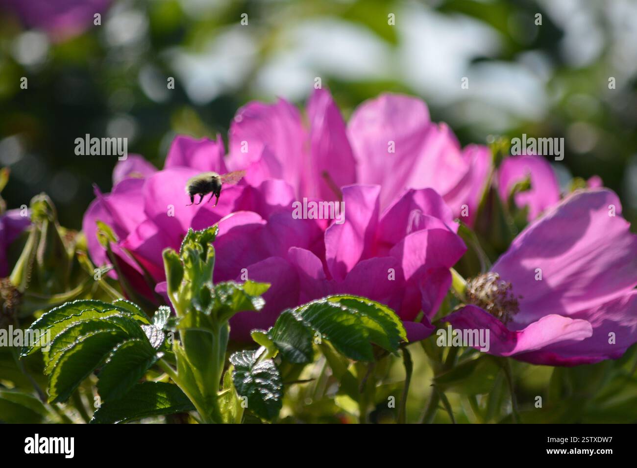 Pink flower bee hi-res stock photography and images - Alamy