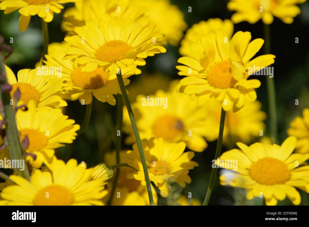 Sunny yellow daisy hi-res stock photography and images - Alamy