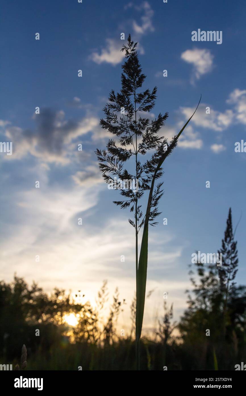 Calamagrostis arundinacea is a species of bunch grass in the family ...
