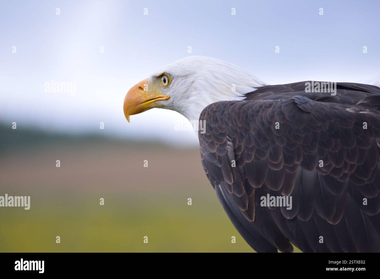 Bald Eagle close up head Stock Photo - Alamy