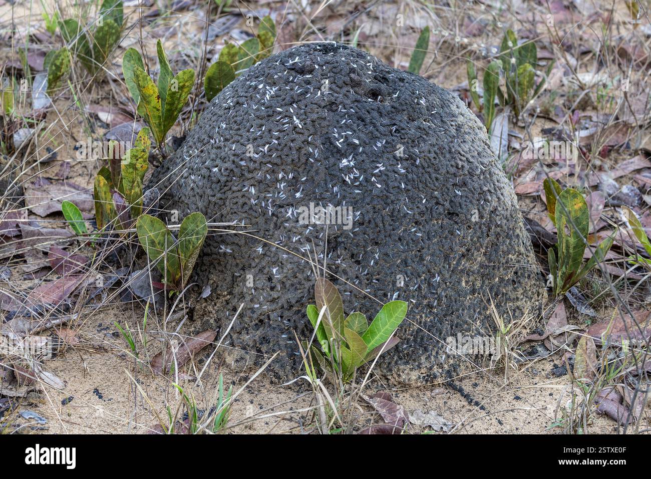Flying termites & nest, Cerrado, Brazil Savannah, Brazil Stock Photo ...