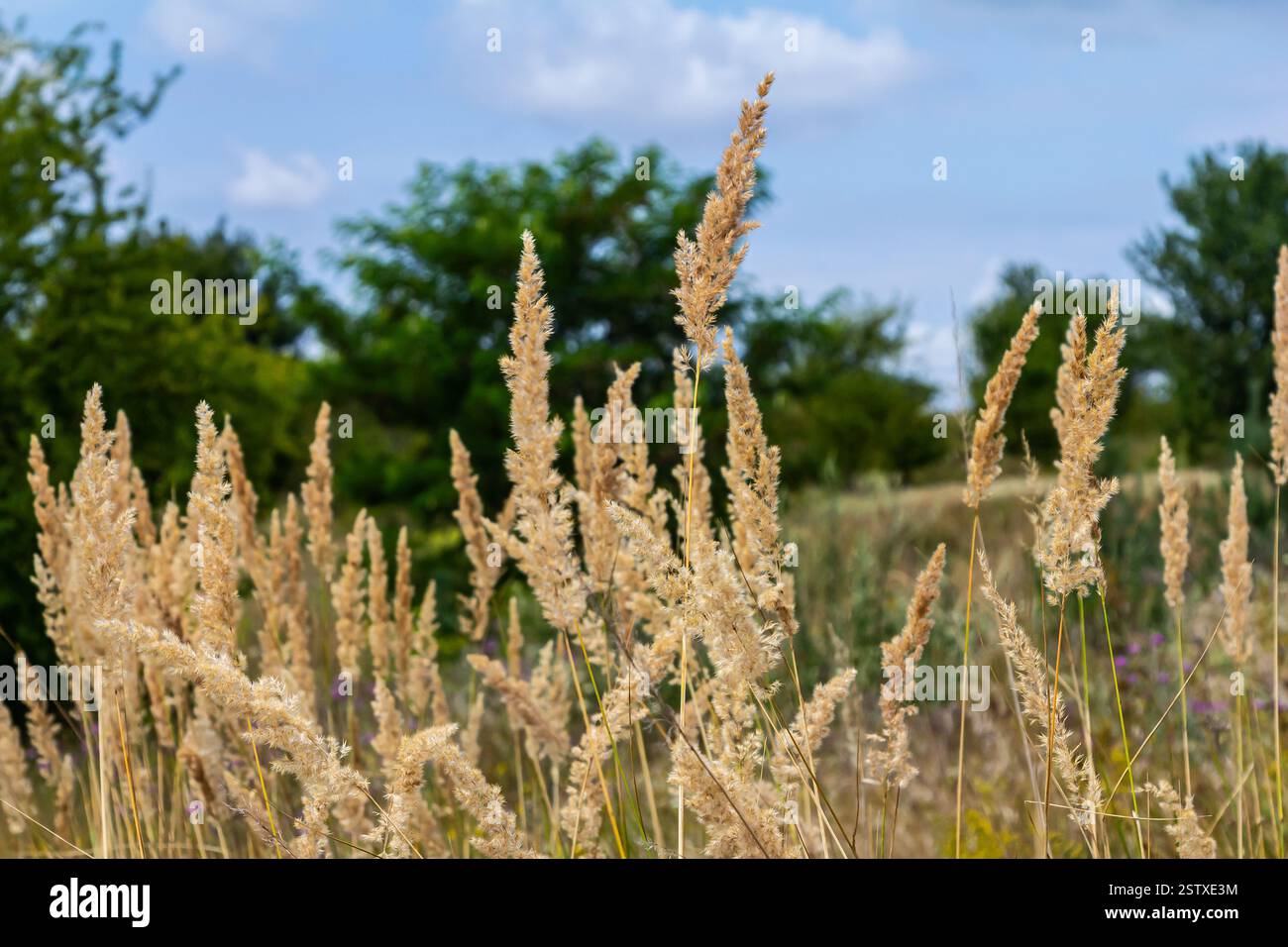Inflorescence of wood small-reed Calamagrostis epigejos on a meadow ...