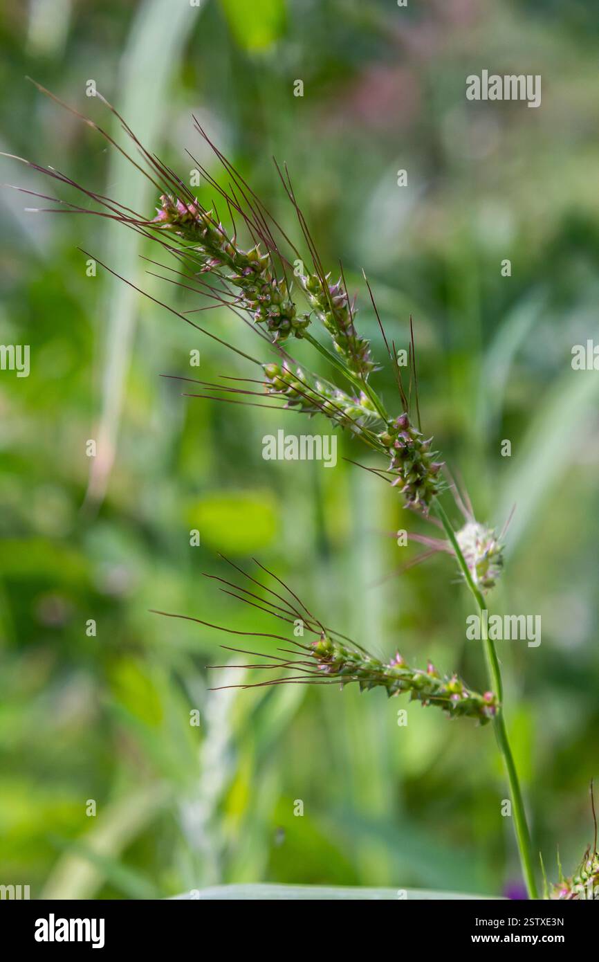 Echinochloa crus-galli, commonly known as cockspur or cockspur grass ...