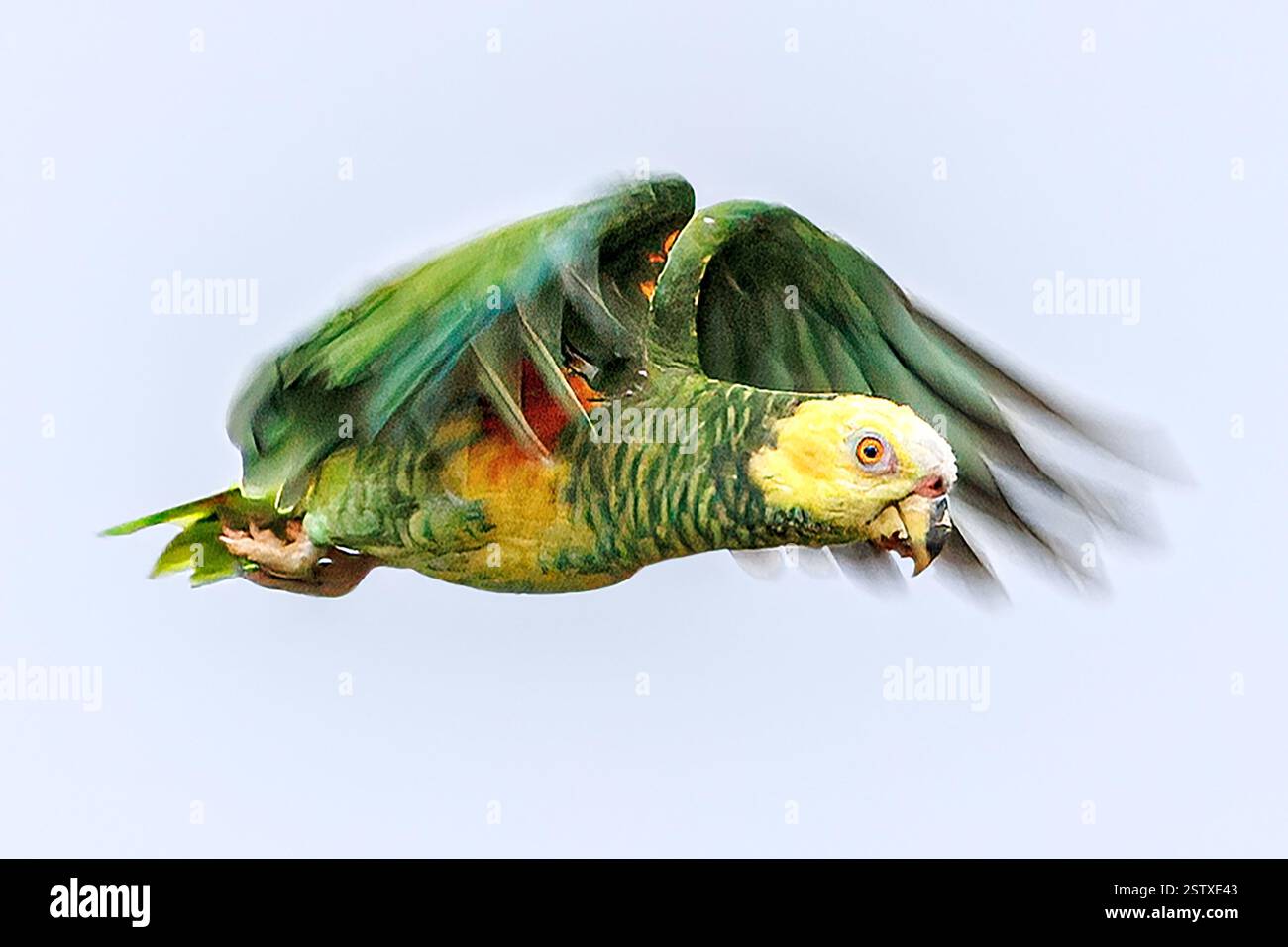 Yellow-faced Parrot, Cerrado, Brazil Savannah, Brazil Stock Photo - Alamy