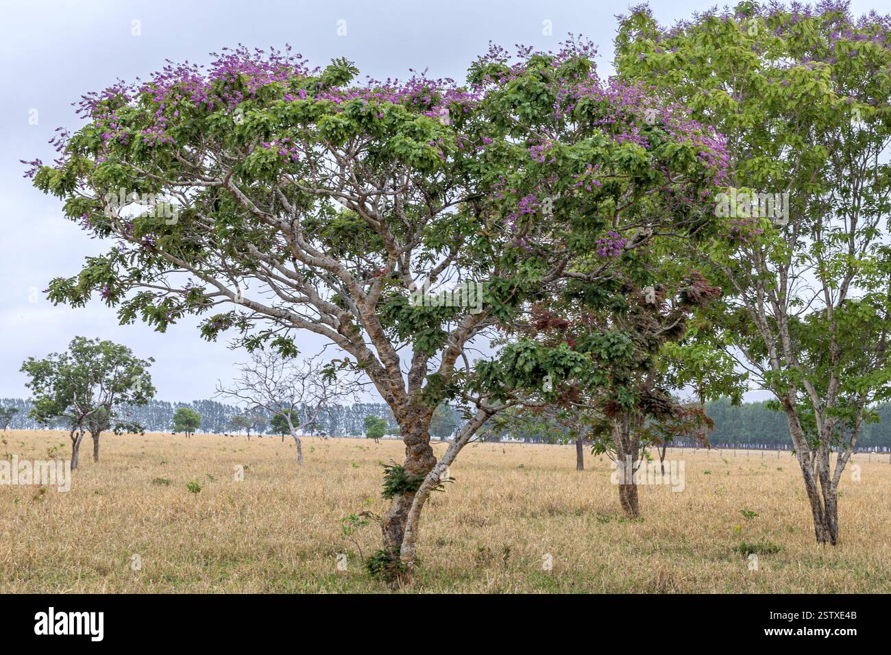 Sucupira tree, Cerrado, Brazil Savannah, Brazil Stock Photo - Alamy