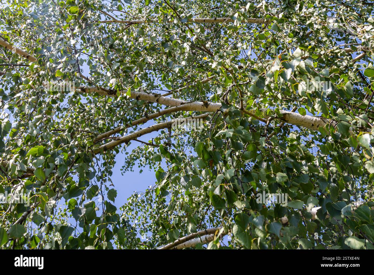 Detail of leafs and blossom of Betula pendula tree, silver birch Stock ...