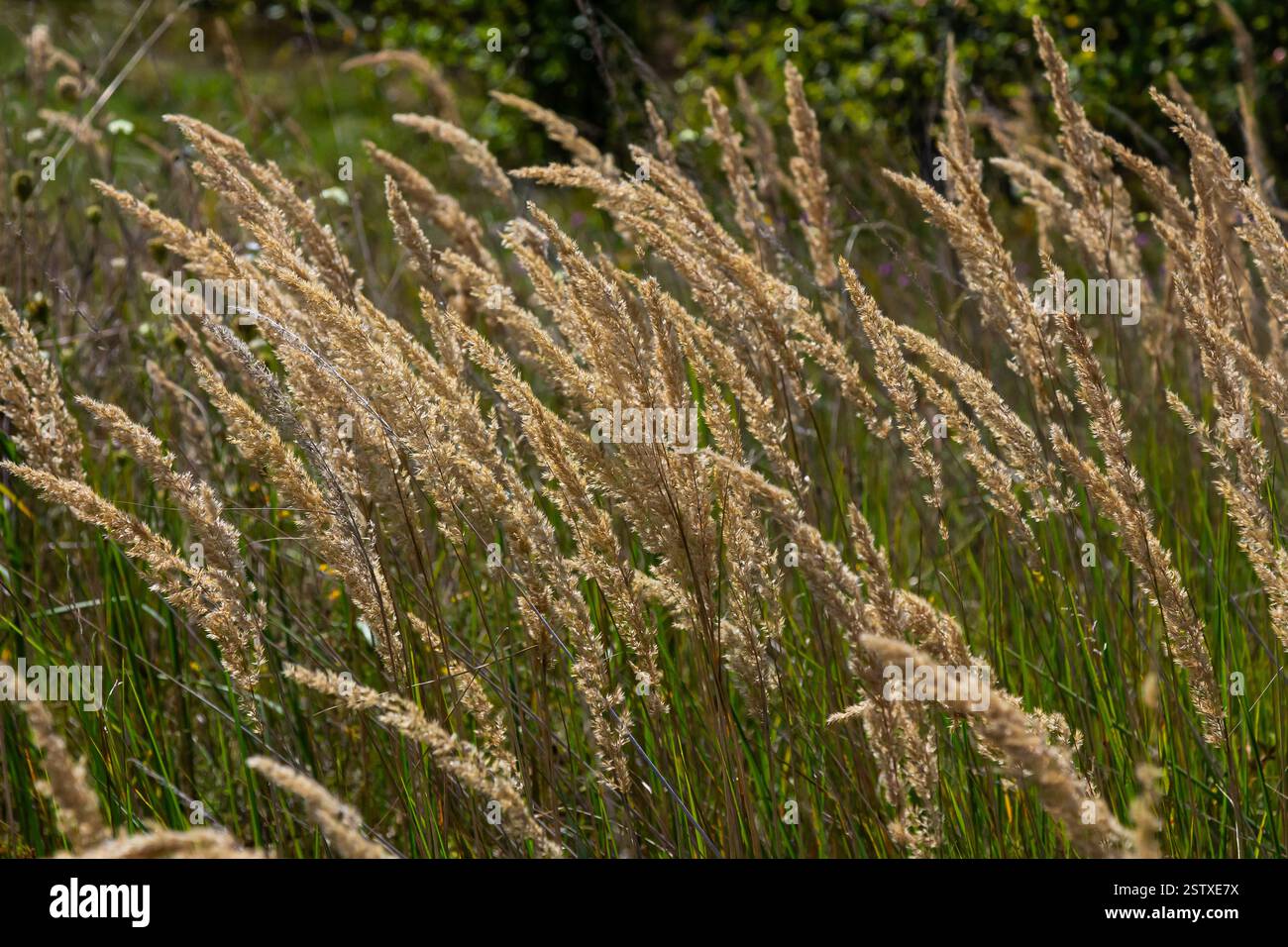 Inflorescence of wood small-reed Calamagrostis epigejos on a meadow ...