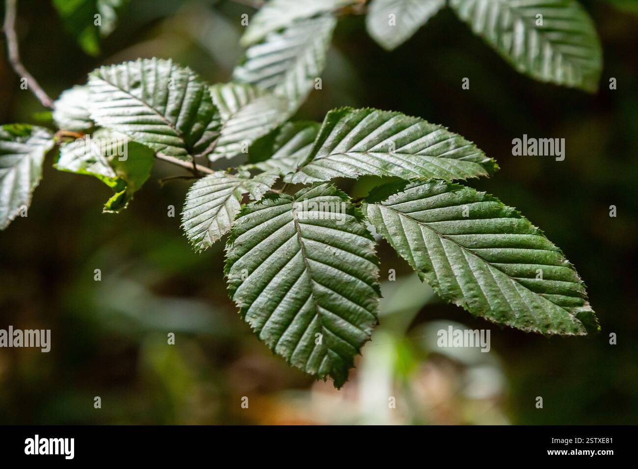 Selective focus of Ulmus pumila celer leaves, European hornbeam or ...