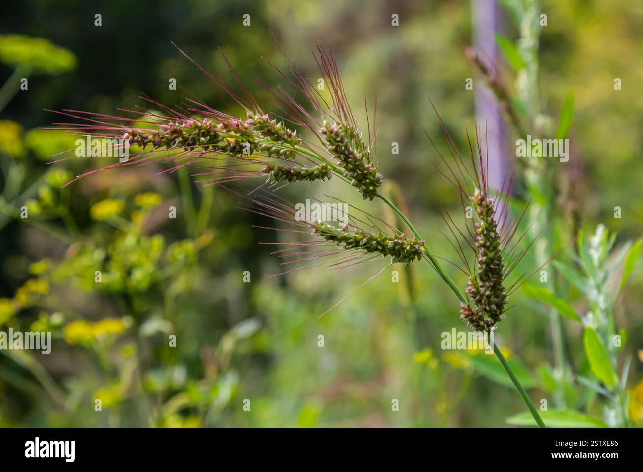 Echinochloa crus-galli, commonly known as cockspur or cockspur grass ...