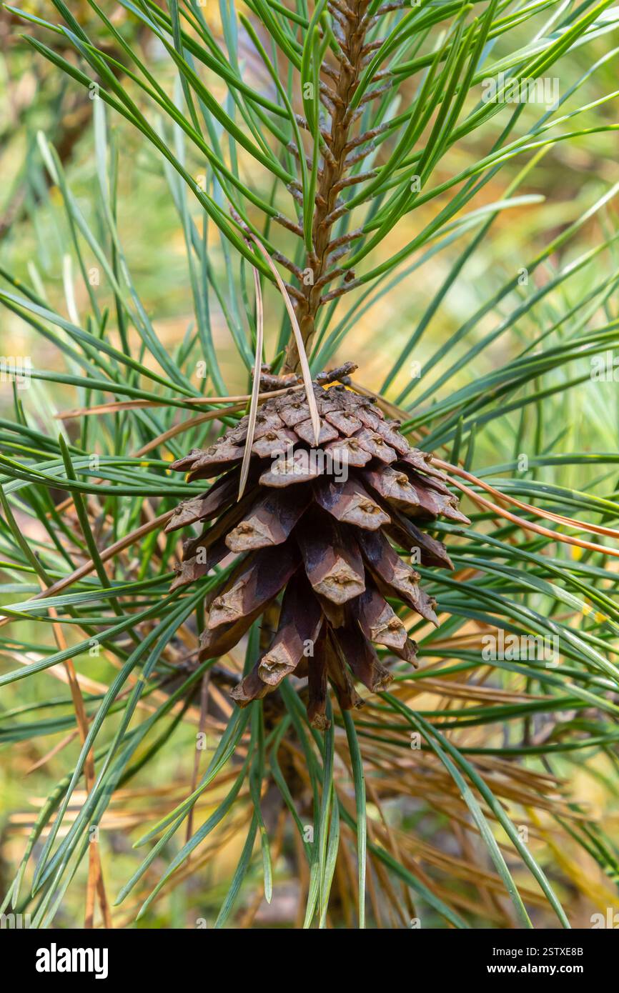 Pinus sylvestris branch with cones in natural environment Stock Photo ...