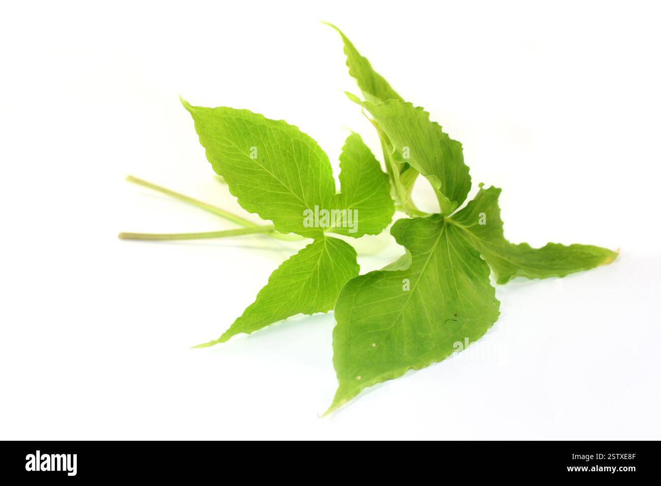 Pinellia ternata hi-res stock photography and images - Alamy