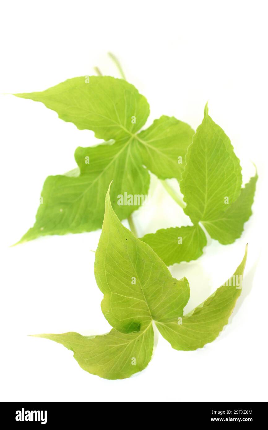 Xia hi-res stock photography and images - Alamy