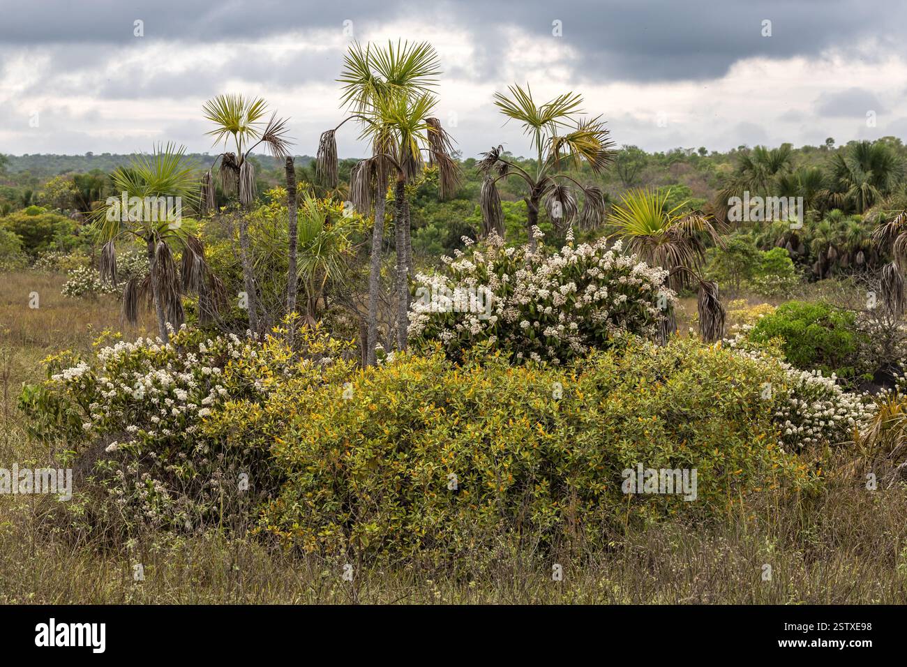 Landscape, Palms & flowering shrubs, Grande Sertao Veredas National ...