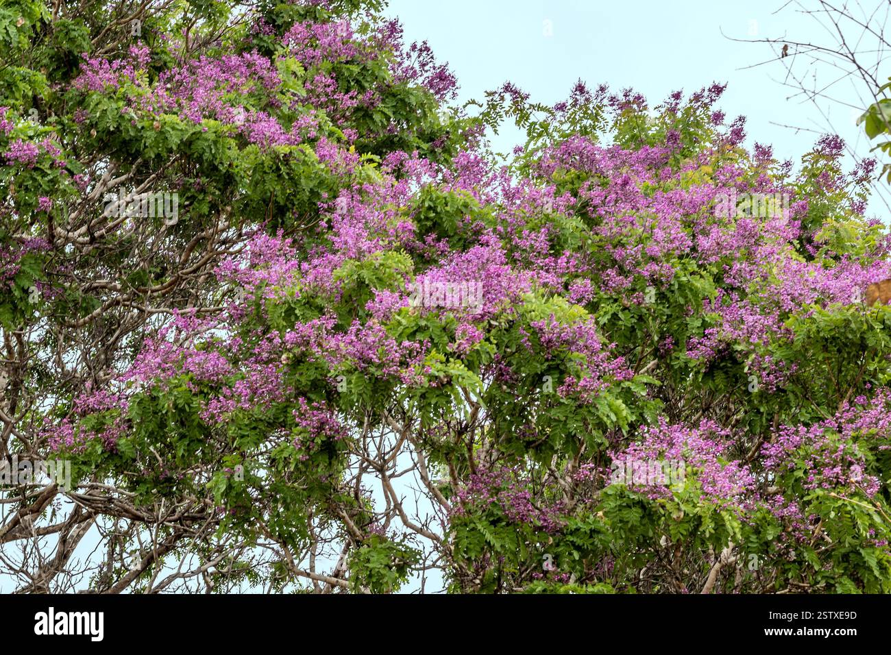 Sucupira tree, Grande Sertao Veredas National Park, Cerrado, Brazil ...