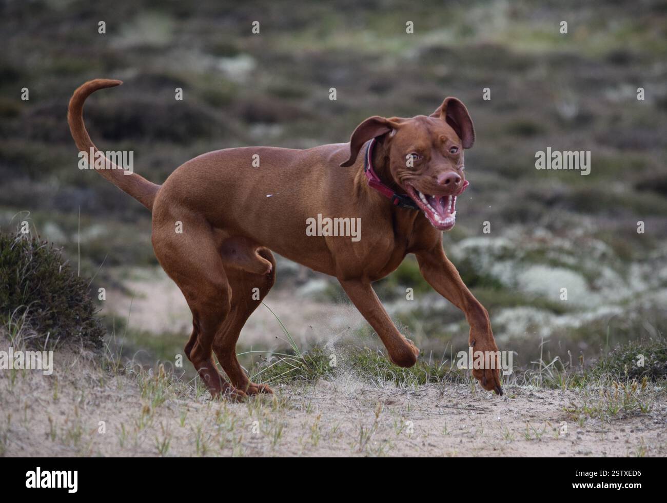 Vizsla working hi-res stock photography and images - Alamy