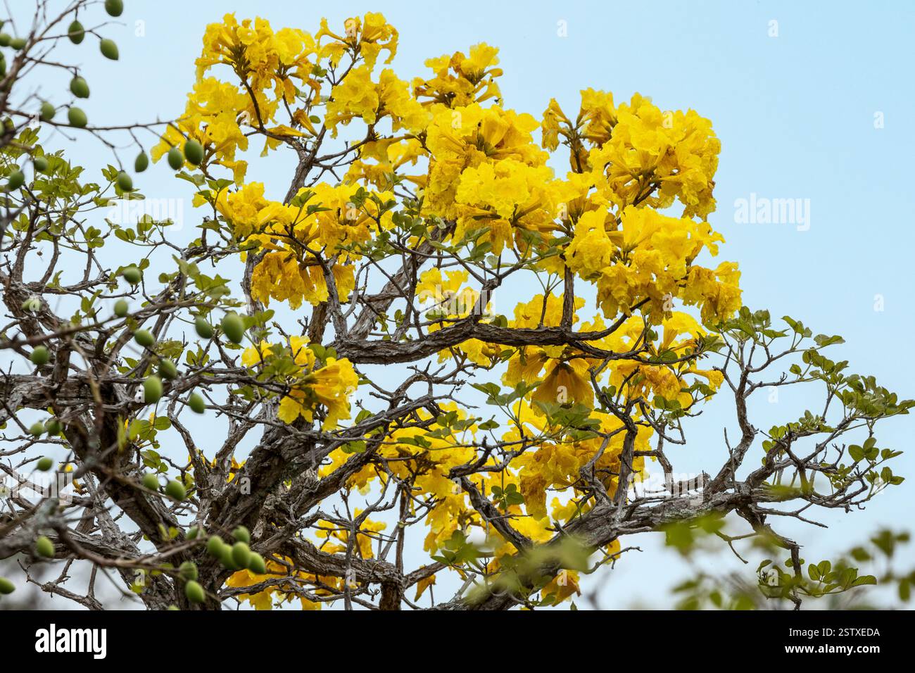 Yellow trumpeter flowers, Grande Sertao Veredas National Park, Cerrado ...
