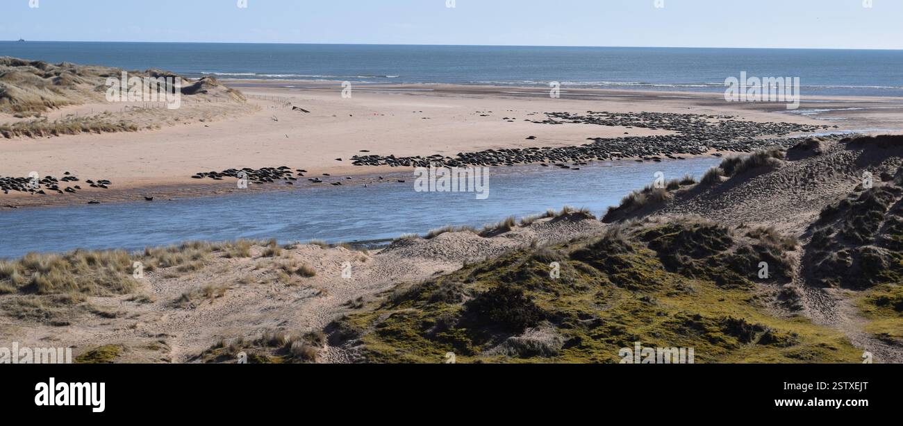Seals Ythan Estuary Stock Photo - Alamy