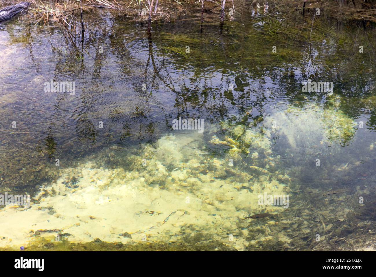 River, with fish & plants, Grande Sertao Veredas National Park, Cerrado ...