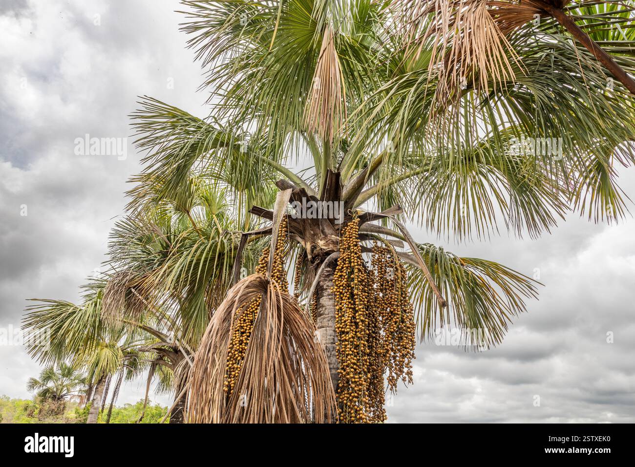 Mauritia palm tree with fruit, Grande Sertao Veredas National Park ...