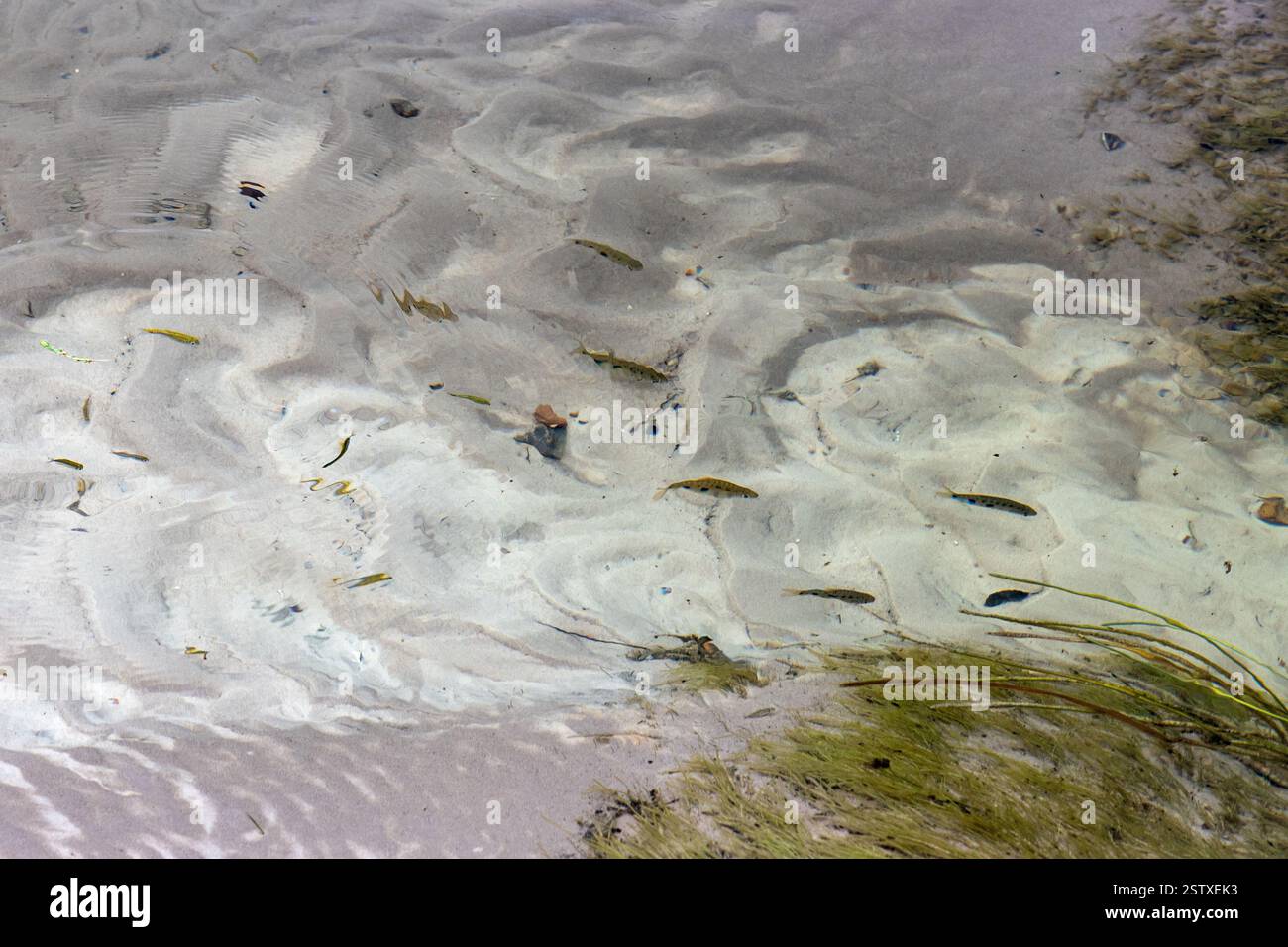River, with fish & plants, Grande Sertao Veredas National Park, Cerrado ...