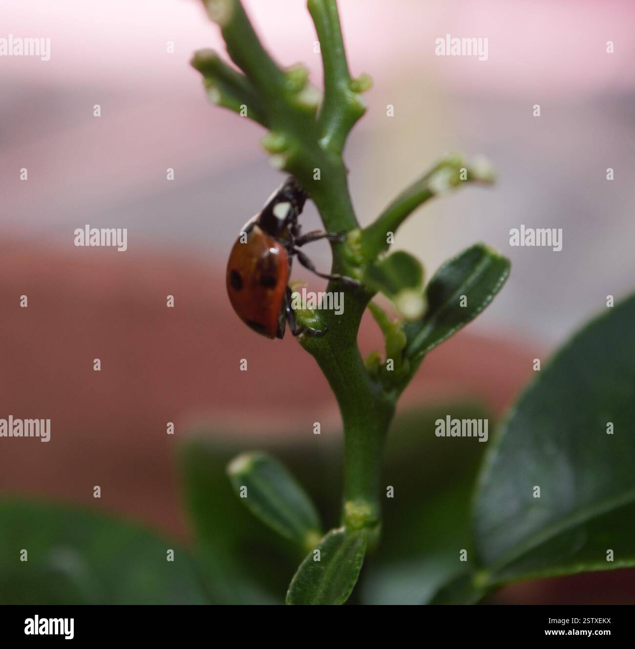Ladybird beetle lady bug hi-res stock photography and images - Alamy