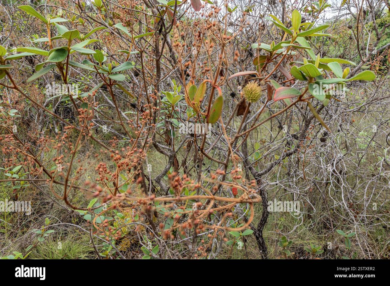 Plant attacked by insect which defends itself by producing an outgrowth ...