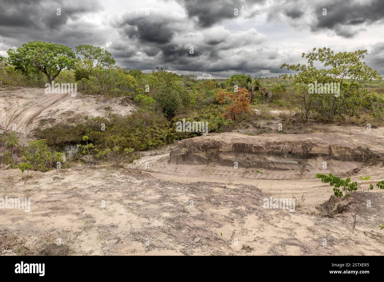Landscape, Grande Sertao Veredas National Park, Cerrado, Brazil ...