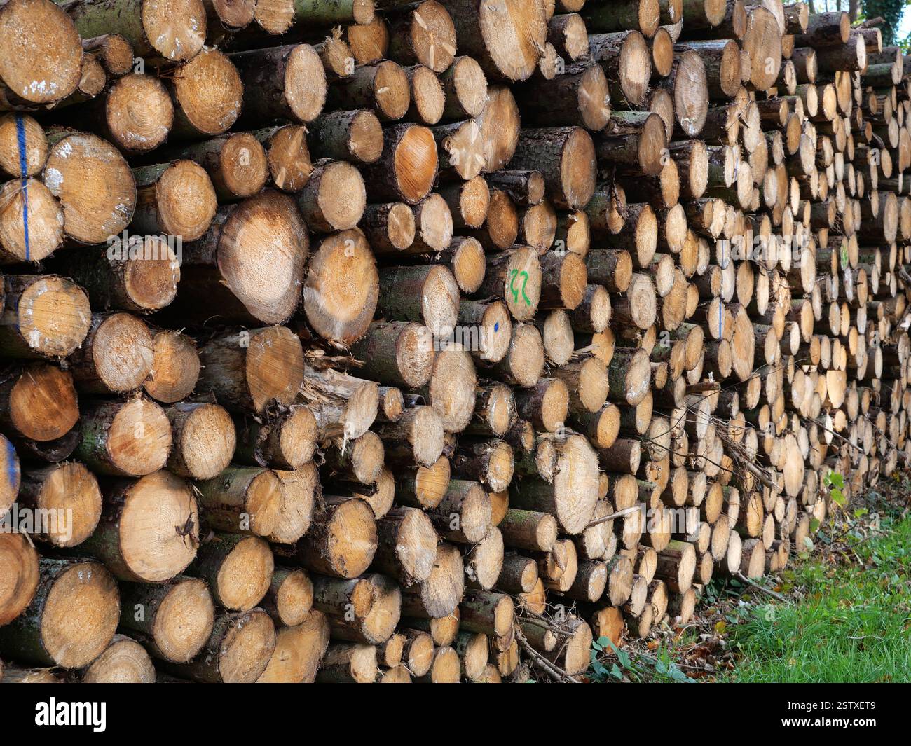 Wood storage in the forest. After felling, the logs are stored at the ...
