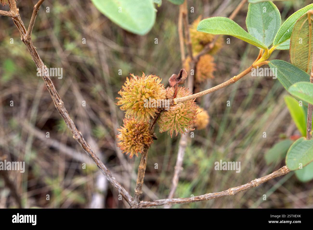 Plant attacked by insect which defends itself by producing an outgrowth ...