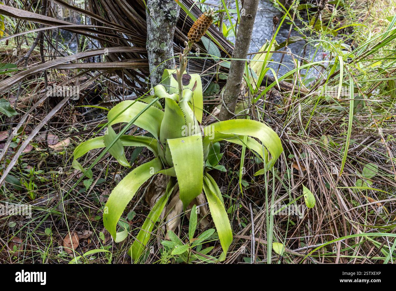 Bromelia, Aechmea bromeliifolia, Grande Sertao Veredas National Park ...