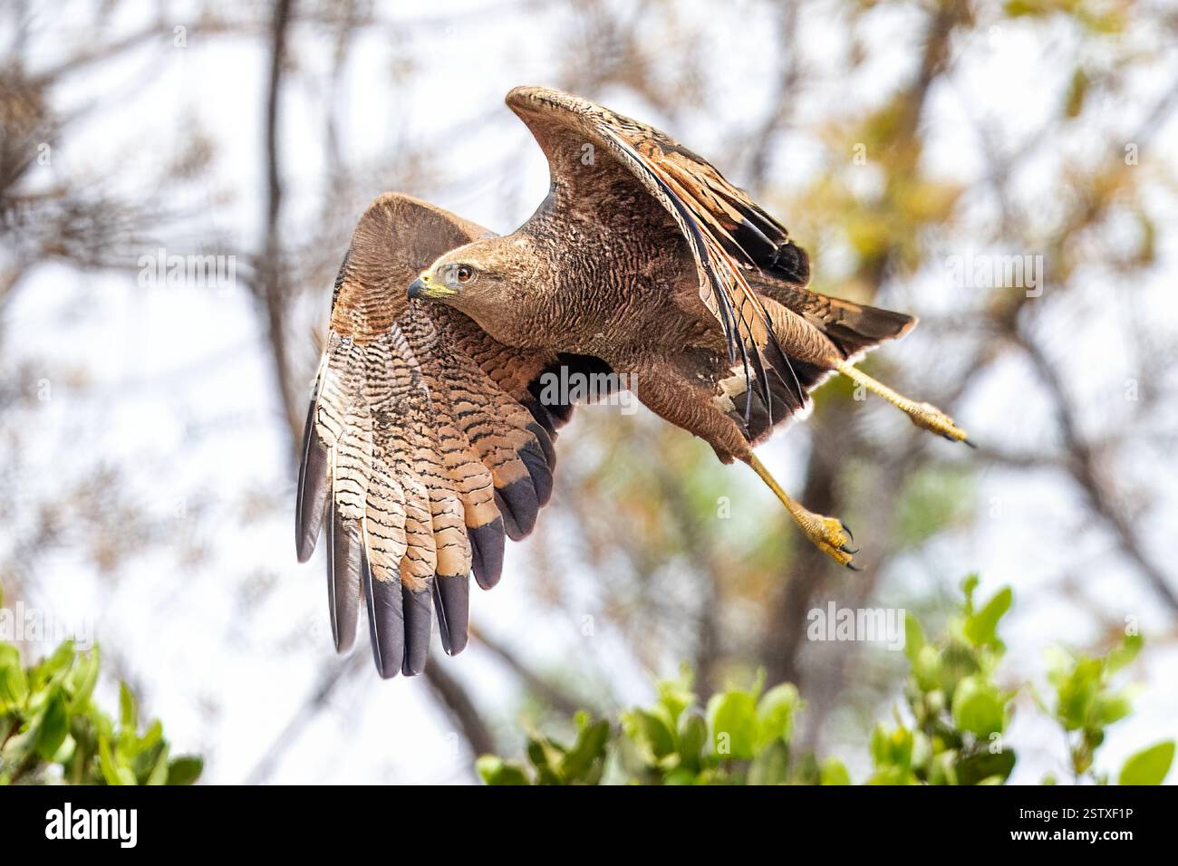 Savanna Hawk, Cerrado, Brazil Savannah, Brazil Stock Photo - Alamy