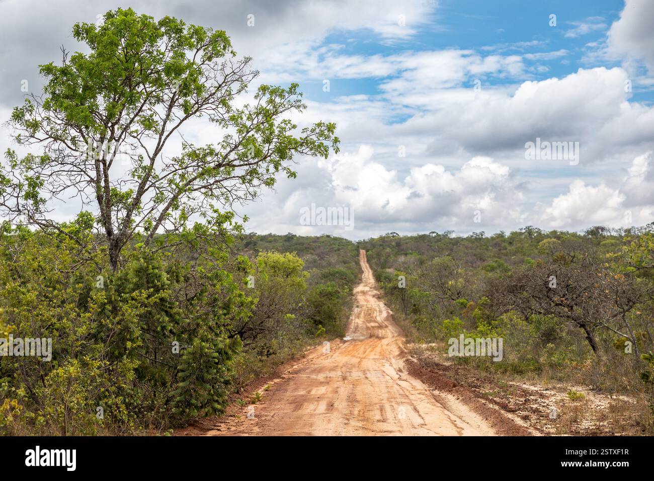 Landscape, Grande Sertao Veredas National Park, Cerrado, Brazil ...